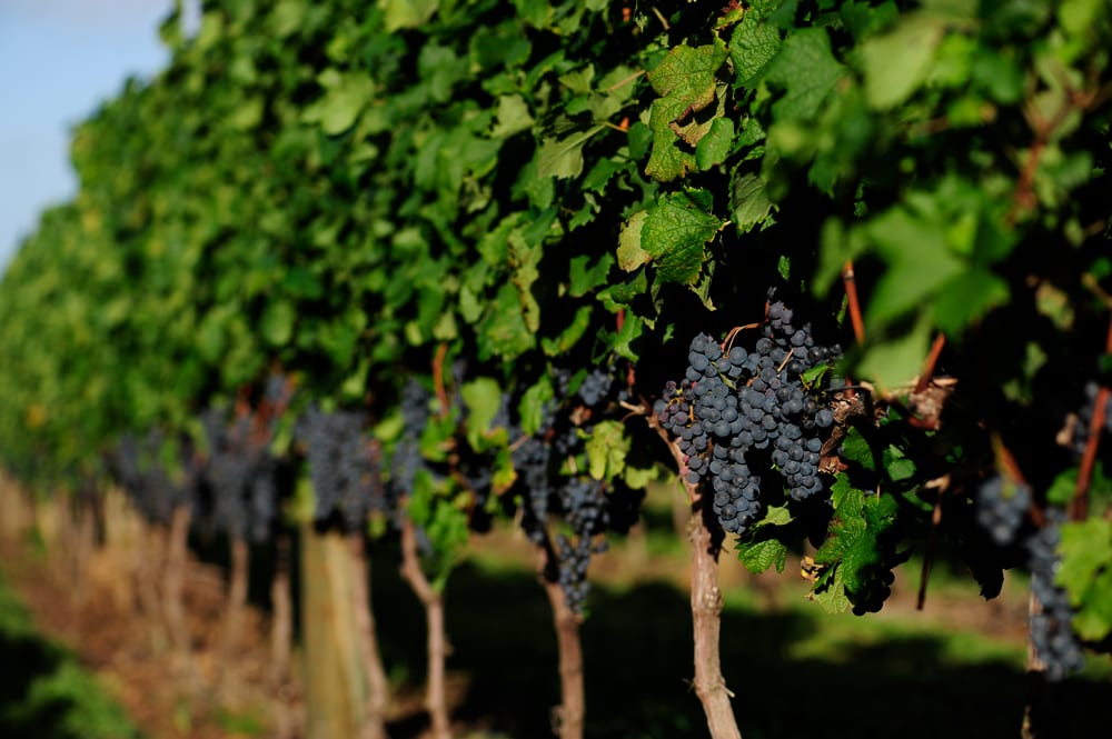 Vinícolas - Bueno Wines: Site oficial