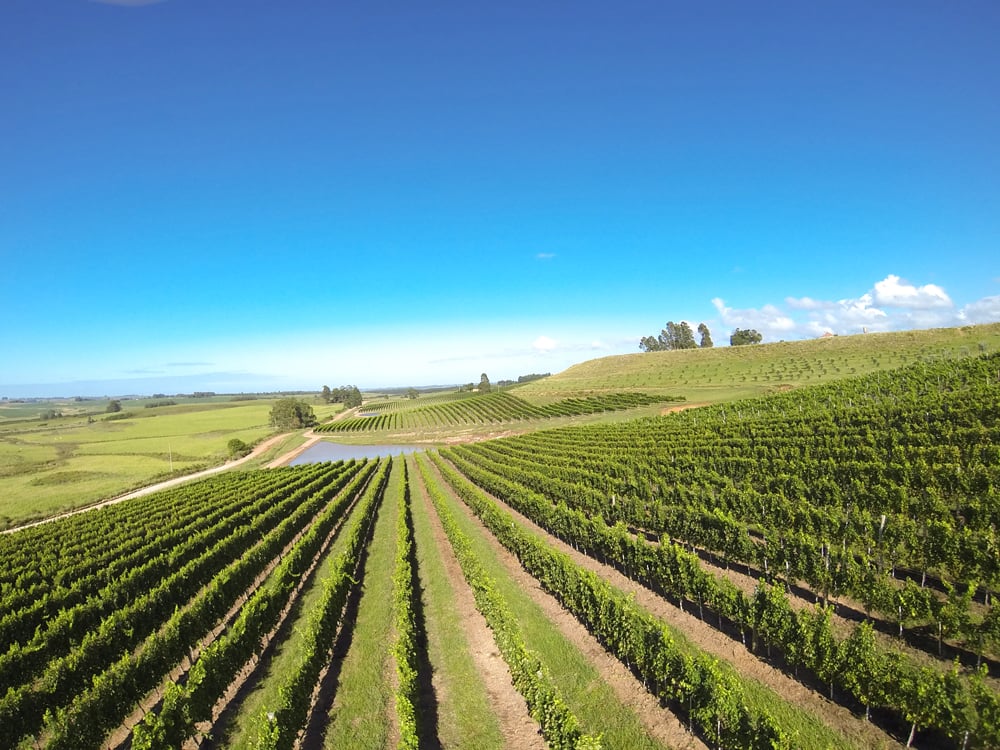 Vinícolas - Bueno Wines: Site oficial